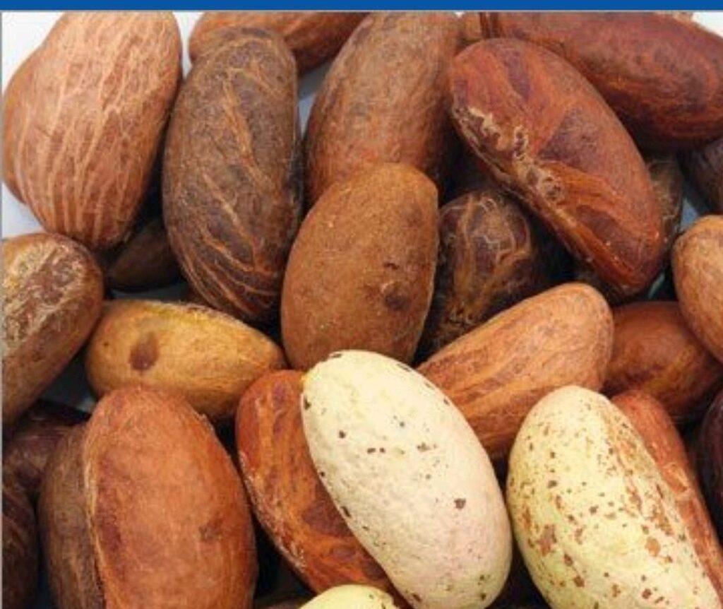 Health benefits of Bitter Kola you should know Health benefits of Bitter